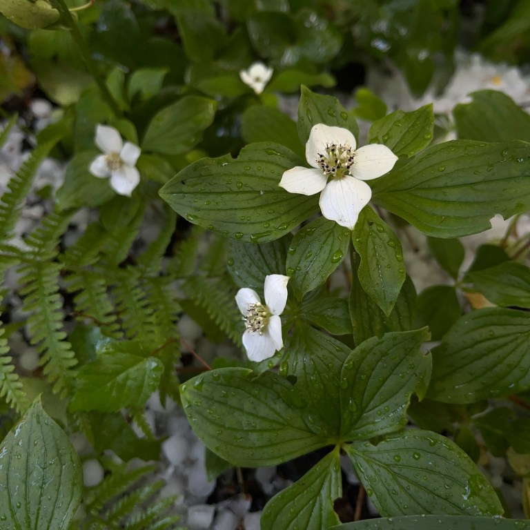 The end of spring – quietly creating